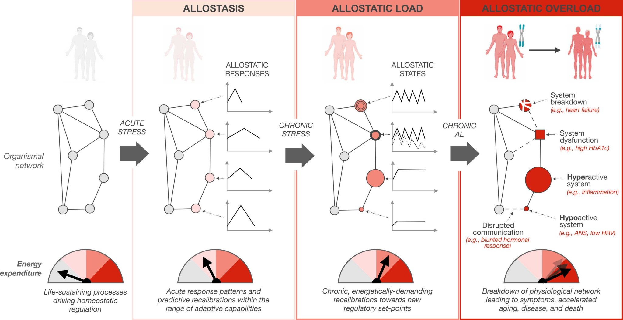 energetic cost of allostasis and allostatic load – do not stress – Surtil