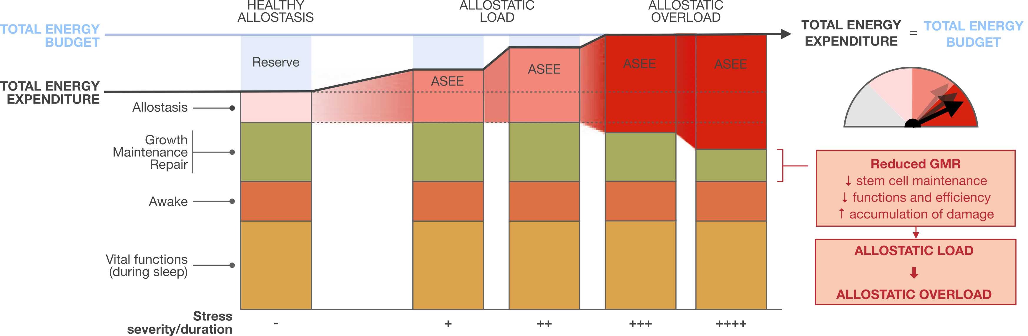 energetic cost of allostasis and allostatic load – do not stress – Surtil