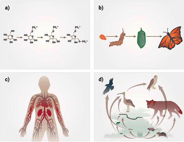 Explanation in Biology – Surtil