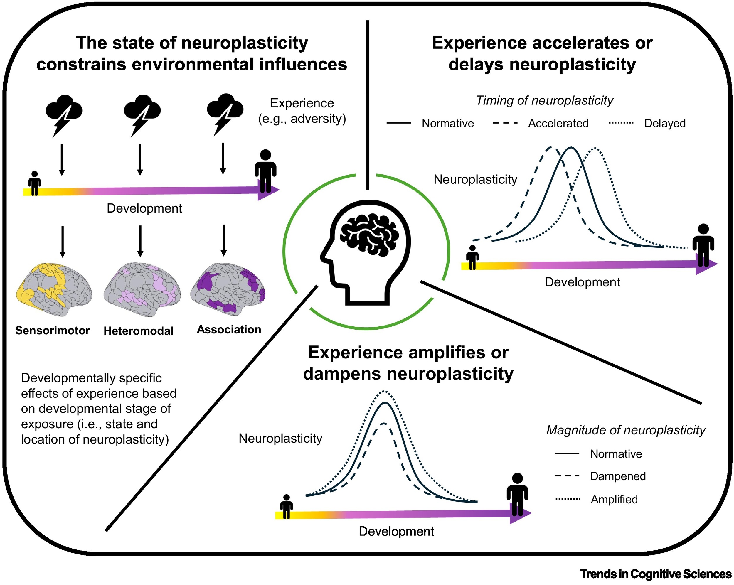 Mapping interactions between adversity and neuroplasticity across ...
