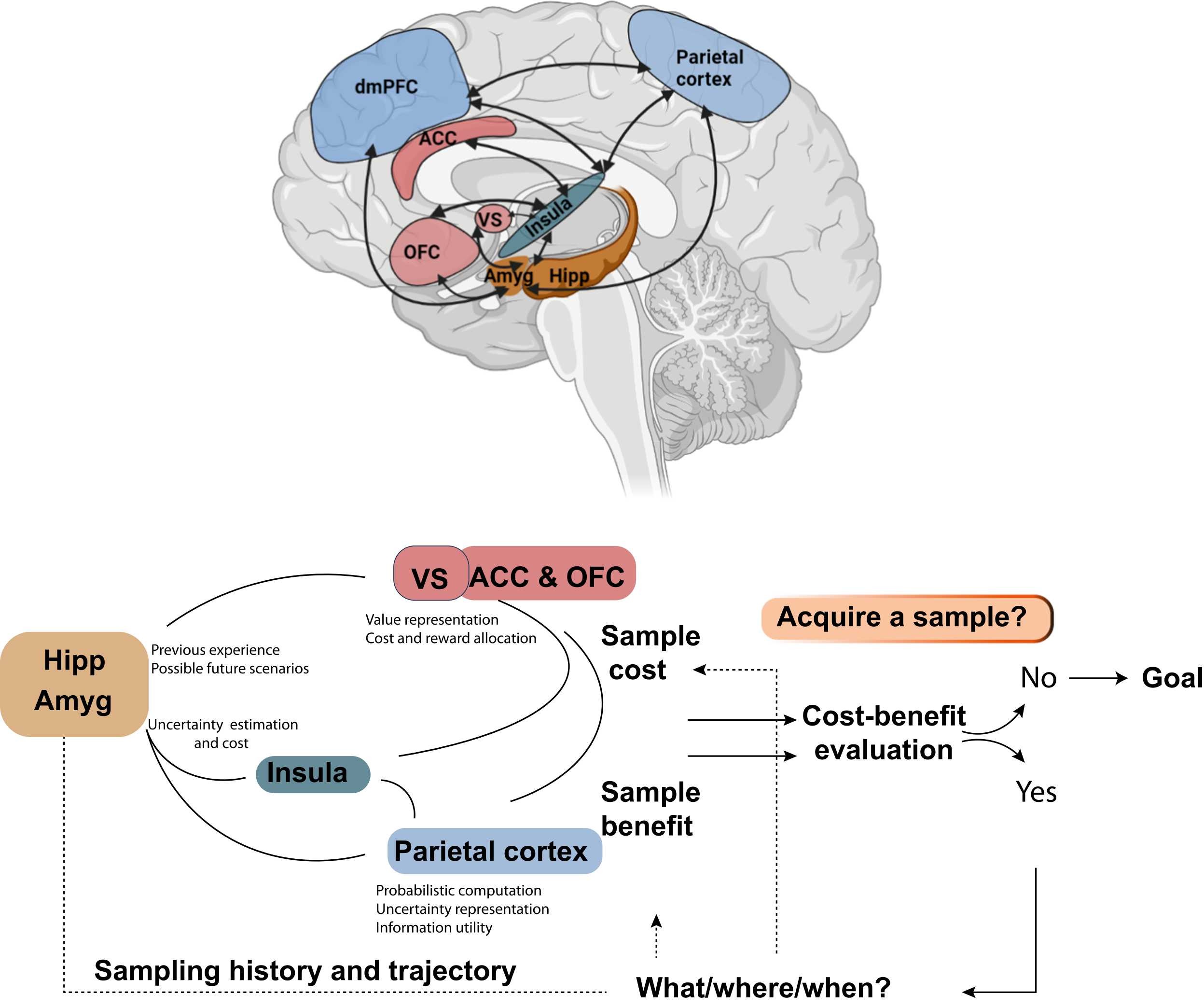 Active information sampling in health and disease – Surtil